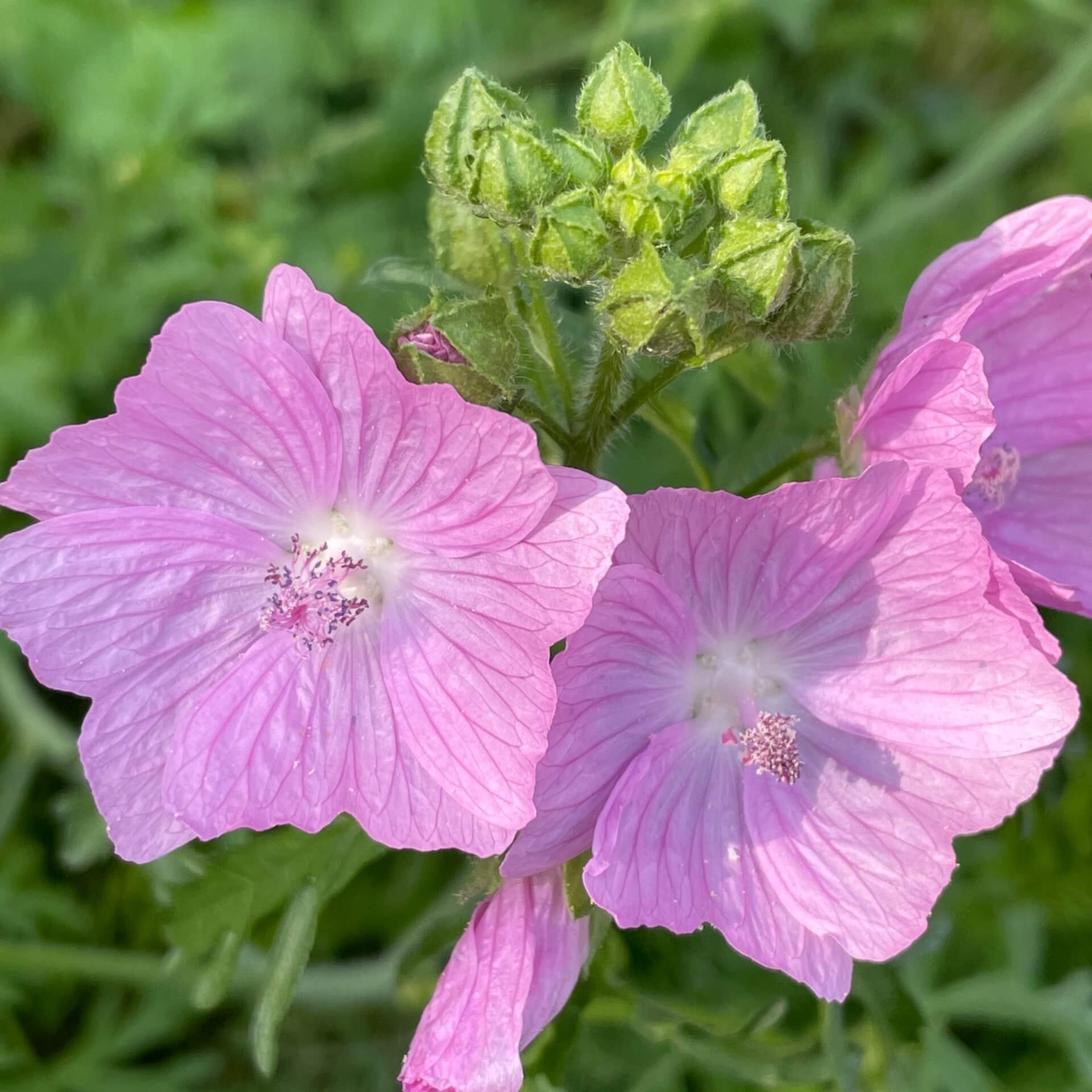 Malva moschata (Moschus-Malve) – Stauden-Marie